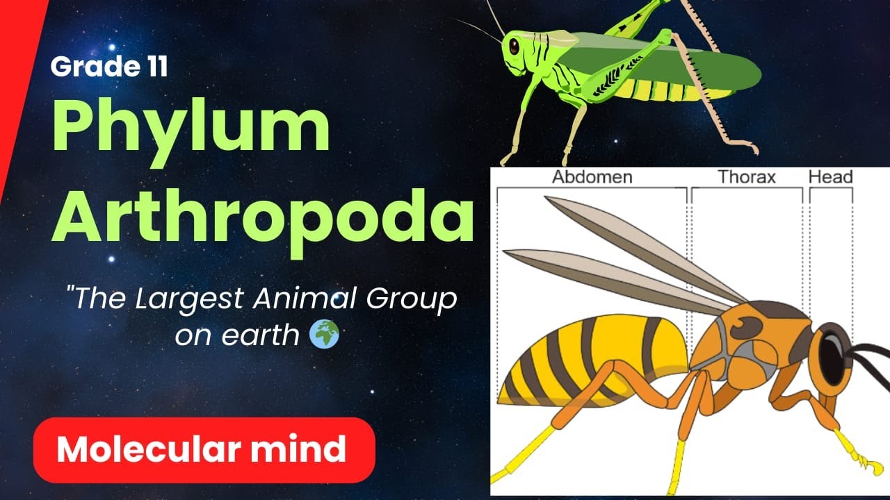 Phylum Arthropoda | Kingdom Animalia | First Year Biology - YouTube