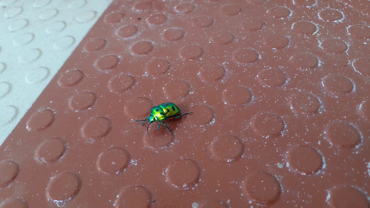 Jwele beetle ( jirangi ) - YouTube