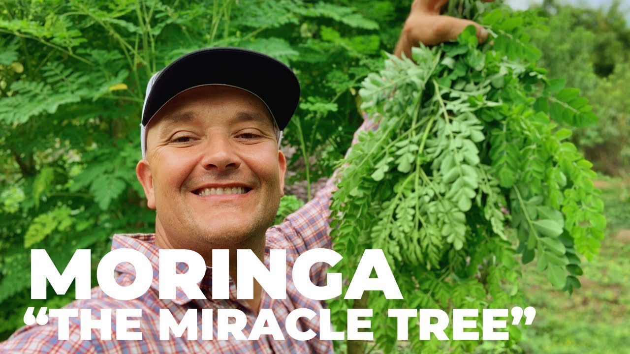 The Most Nutritious Terrestrial Plant in The World - Moringa oleifera ...