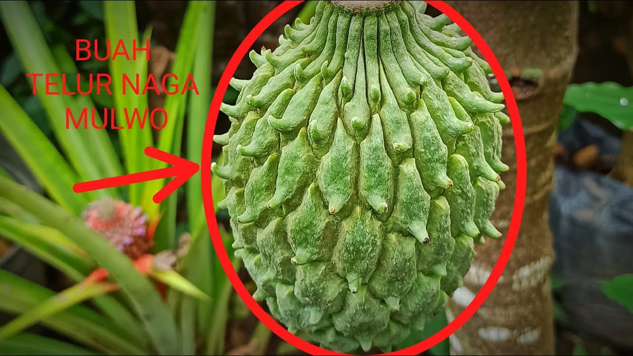 BUAH TELUR NAGA MULWO | BIRIBA ROLLINIA MUCOSA | Dragon's Egg - YouTube