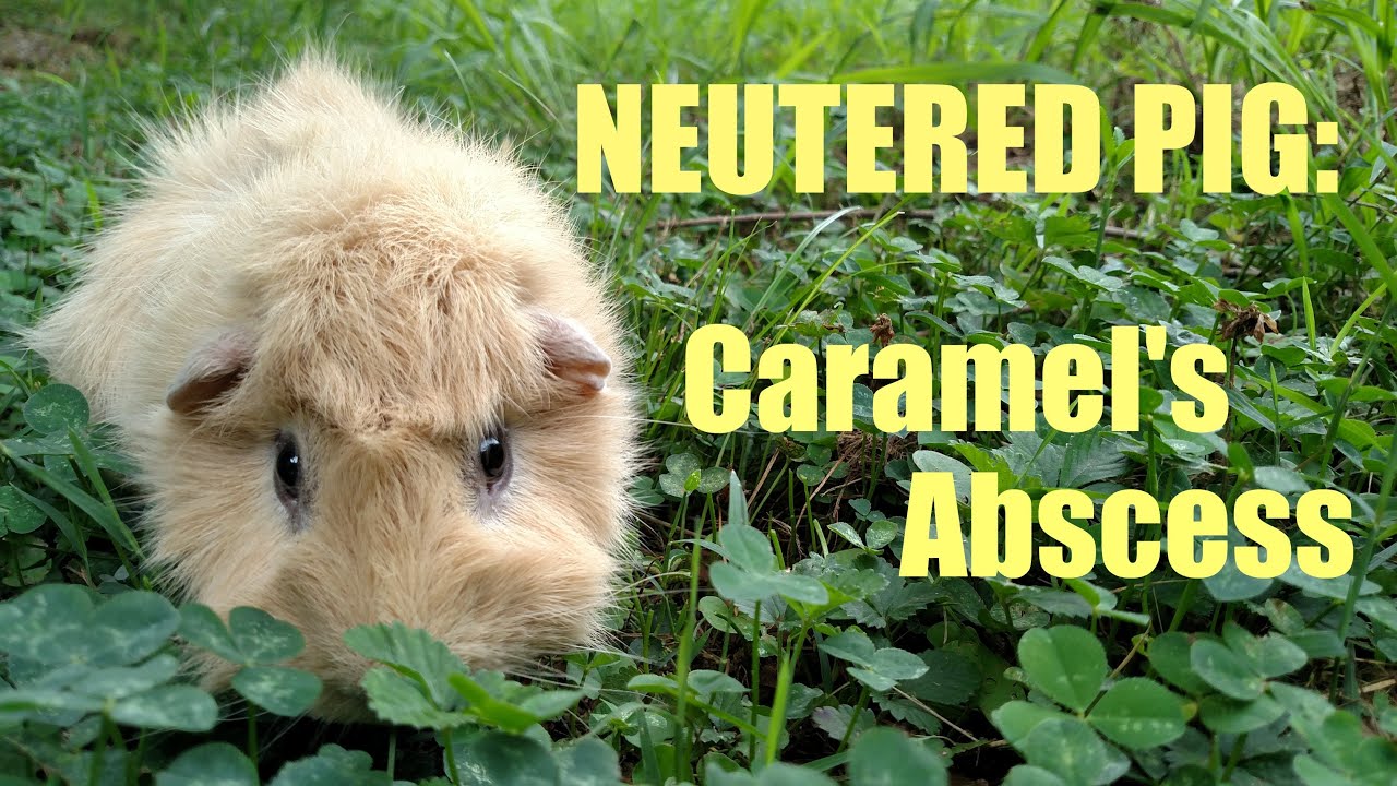 Neutered Pig: Caramel's Abscess - YouTube