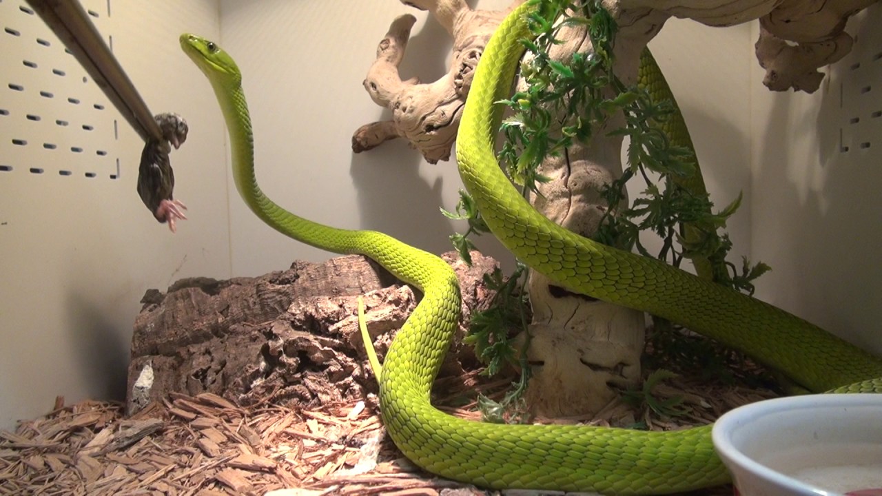 Easy Going Green Mamba - YouTube