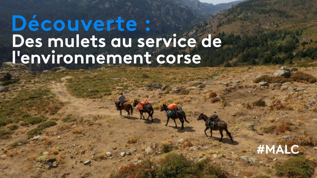 Découverte : des mulets au service de l'environnement corse - YouTube