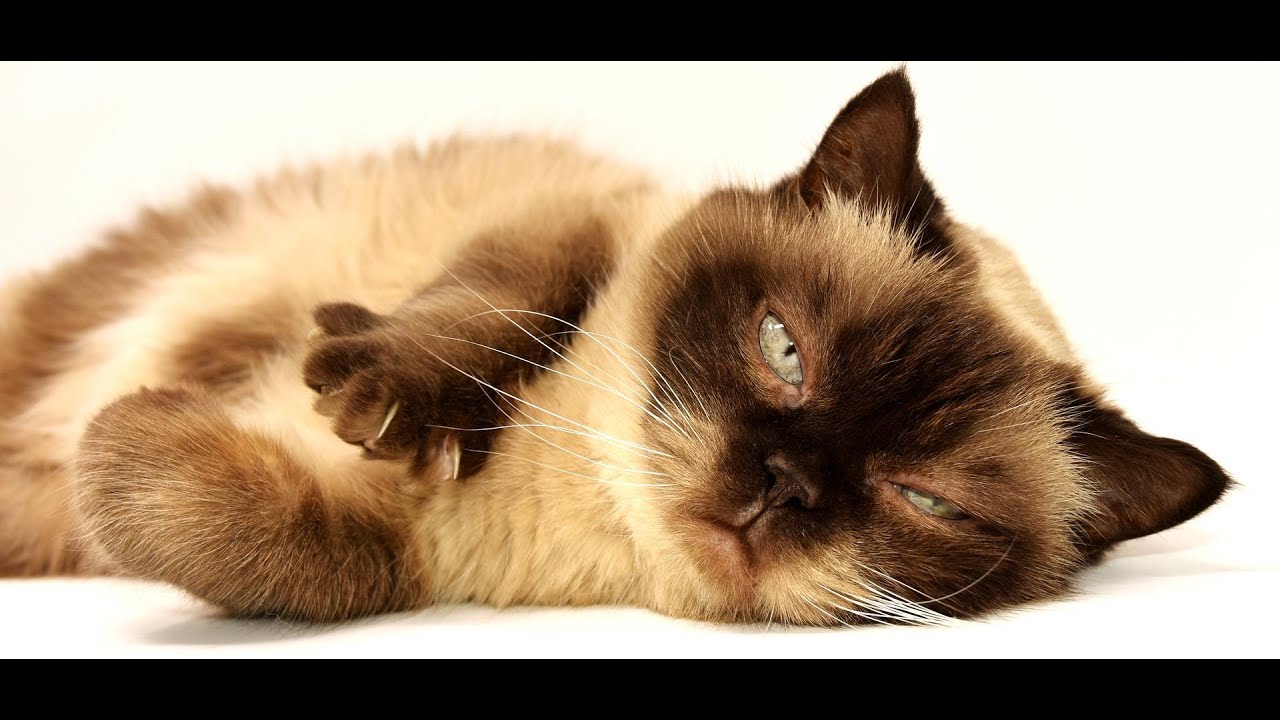 Trinidad's Shemika Campbell is the queen of limbo - YouTube