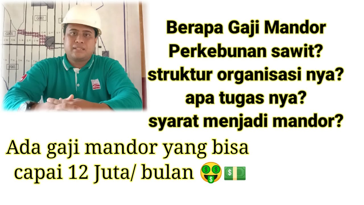 GAJI MANDOR PERKEBUNAN SAWIT DAN SYARAT MENJADI MANDOR BESERTA TUGAS ...
