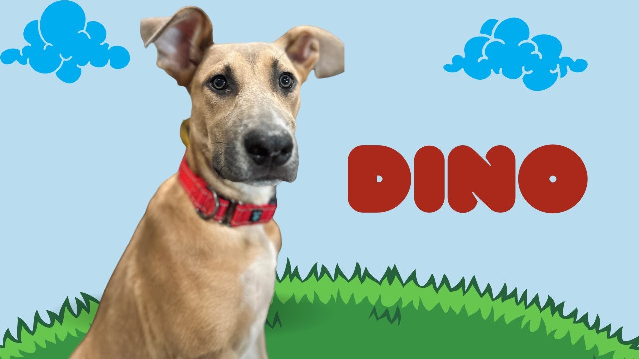 Dino Flinstone's foster tells us more about him! - YouTube