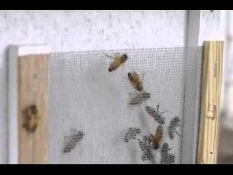 Using a Robbing Screen to Stop Beehive Robbing - YouTube