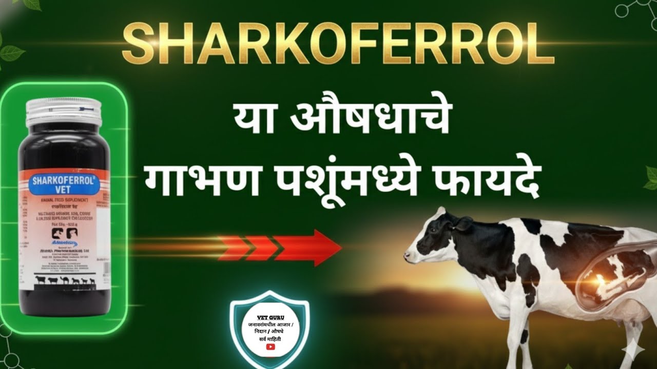 Sharkoferrol Vet गाभण पशूंमध्ये या औषधाचे खूप फायदे|| शेळी मेंढी ...