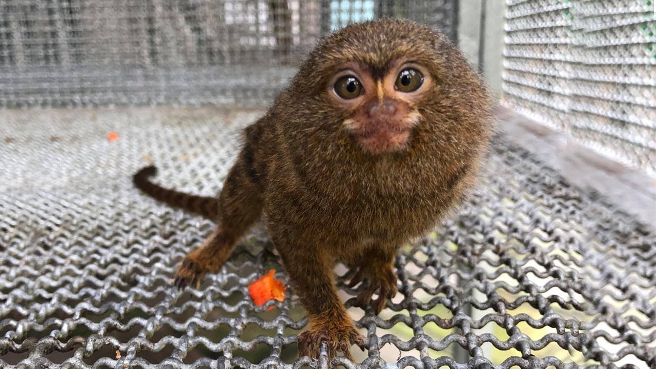 Cutest Marmoset Monkey | The most cutest monkey in the world - YouTube