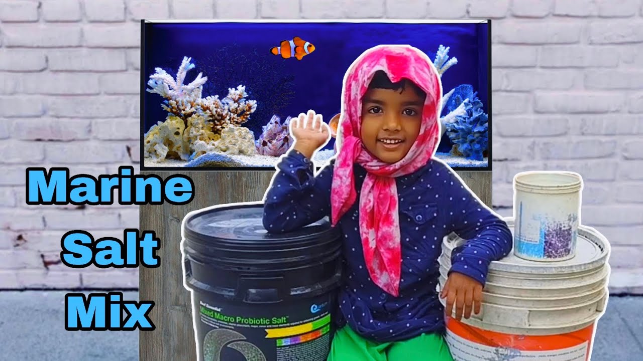 How to Mix Saltwater for Your Marine Aquarium | Quantum Mixed Macro ...