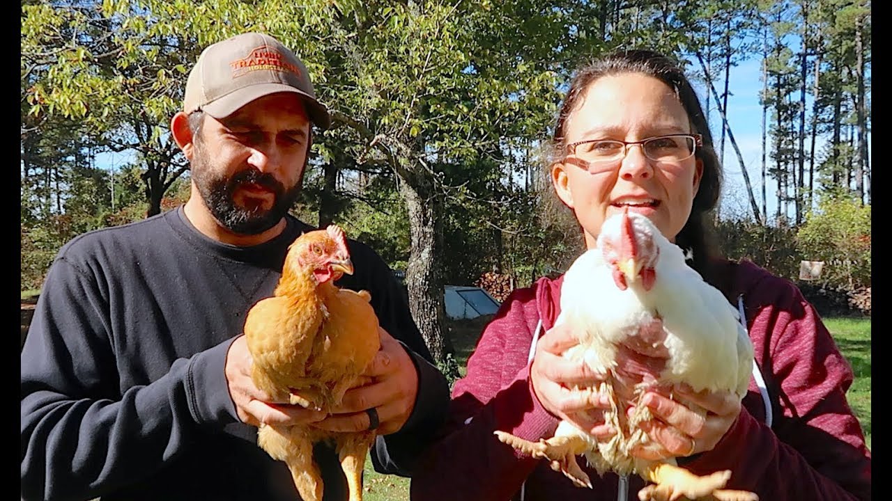 We NEED Your INPUT! Freedom Ranger vs. Cornish Cross Meat Chickens ...