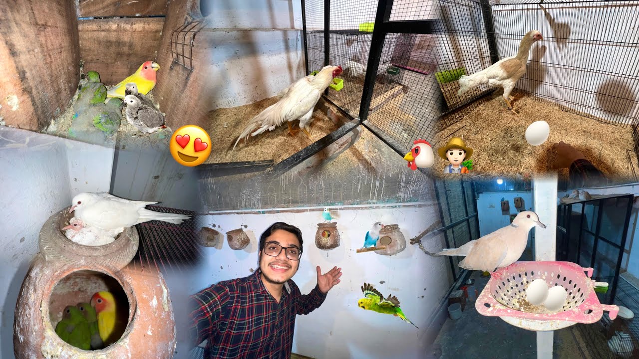 Hamara LoveBirds Babies Bahir Aagya😍Or Setup Breed🥳 - YouTube