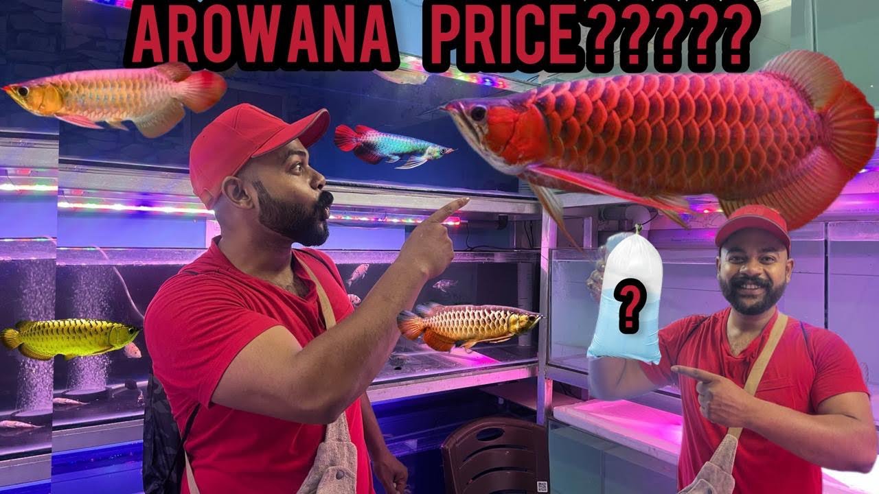 INSANE EXOTIC MONSTER 👹 FISH TANK!!!!!! (Fancy fish aquarium) #exotic # ...