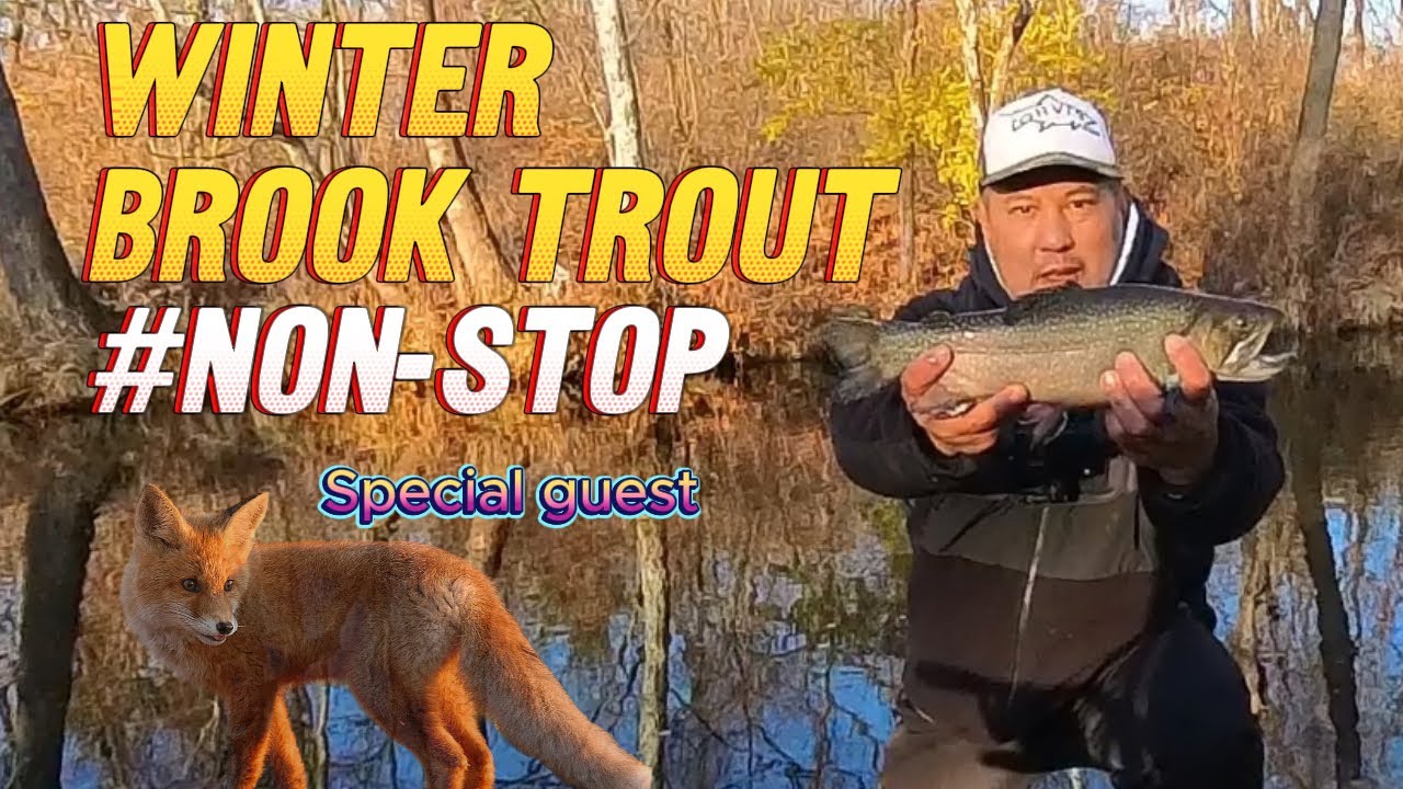 Winter creek fishing for huge Brook Trout and Golden Rainbows. Non-stop ...