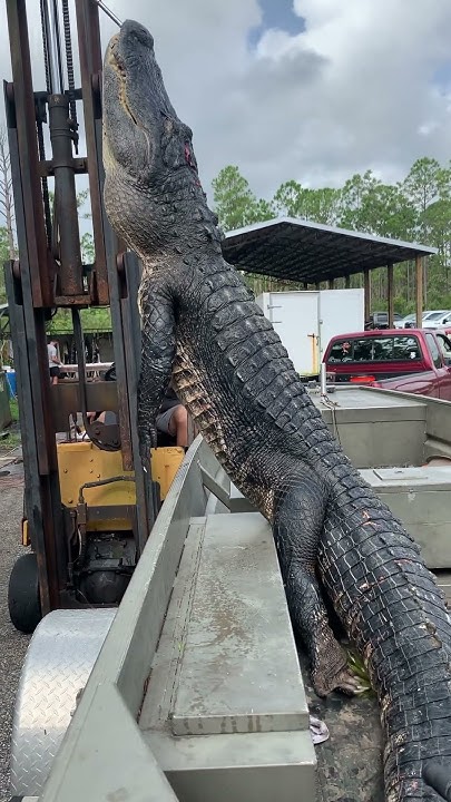 Massive Florida Alligator Hunting! Gator Season is Just Around The ...