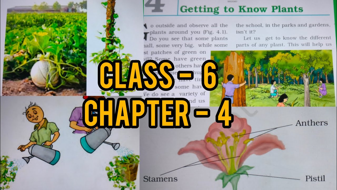 Class- 6 || Science || Getting to Know Plants || NCERT || Kokborok ...