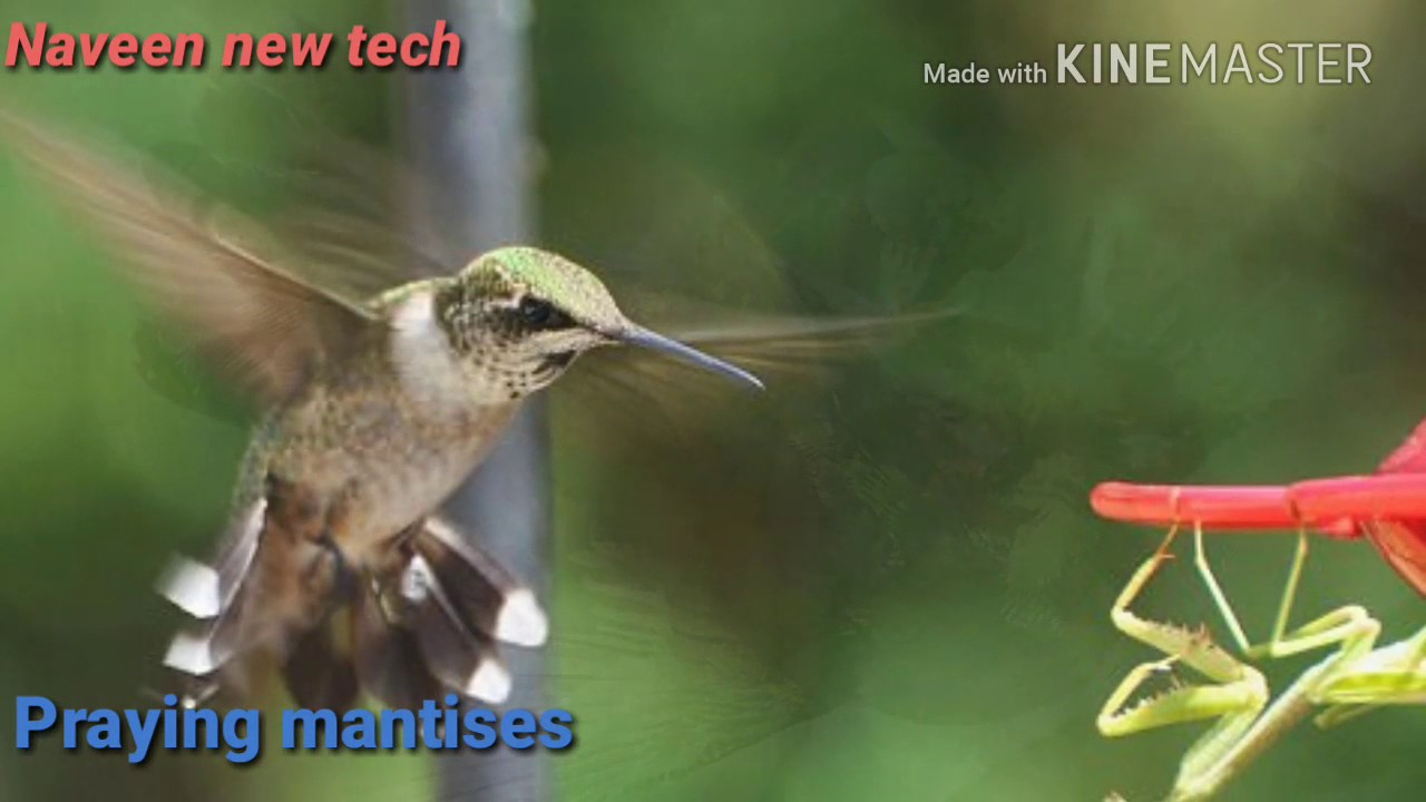 Praying mantises attacks humming birds shocking facts revealed now ...
