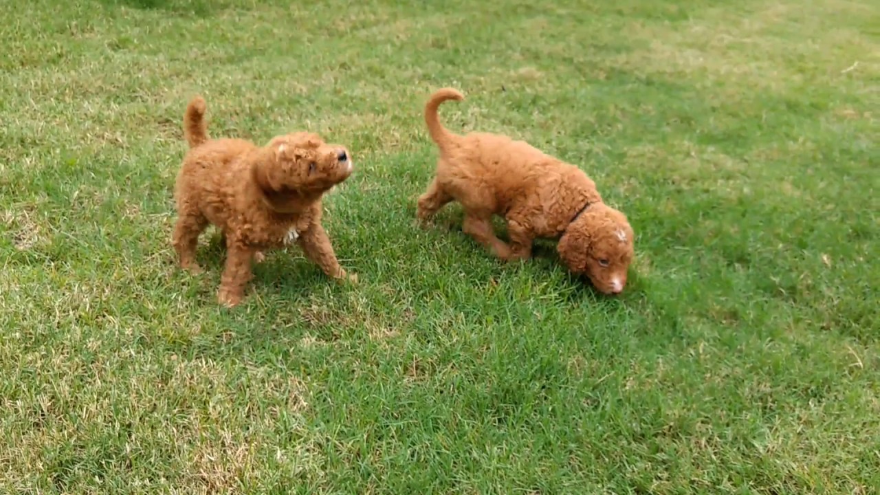 Black & Gray Male - Koopa & Hendrix 2017 - YouTube