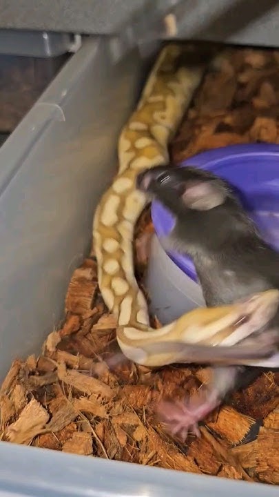 Banana Python Snags Dinner - YouTube
