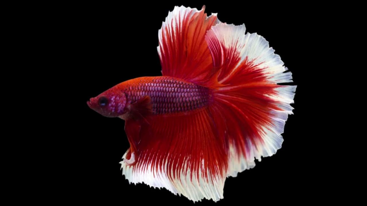 35 betta strains part 1 - YouTube