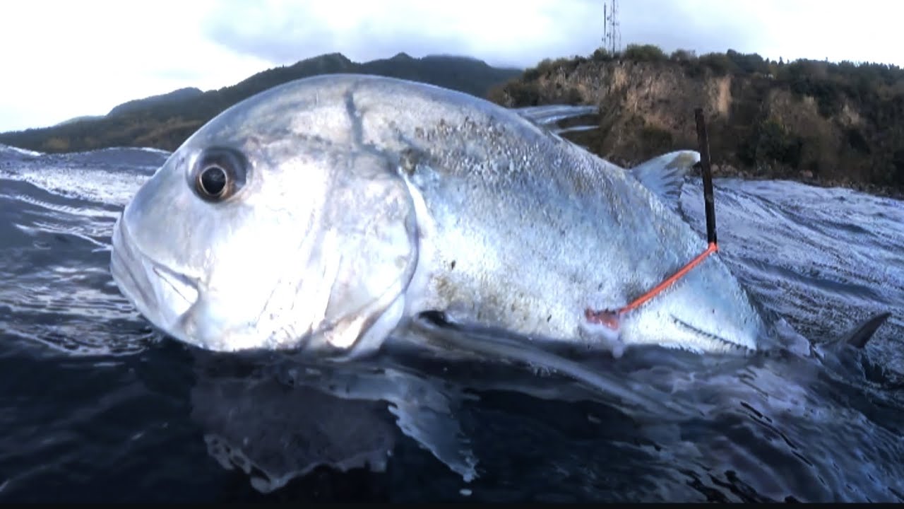 GIANT TREVALLY || DOG TOOTH TUNA ||SPEARFISHING PHILIPPINES! BANTON ...