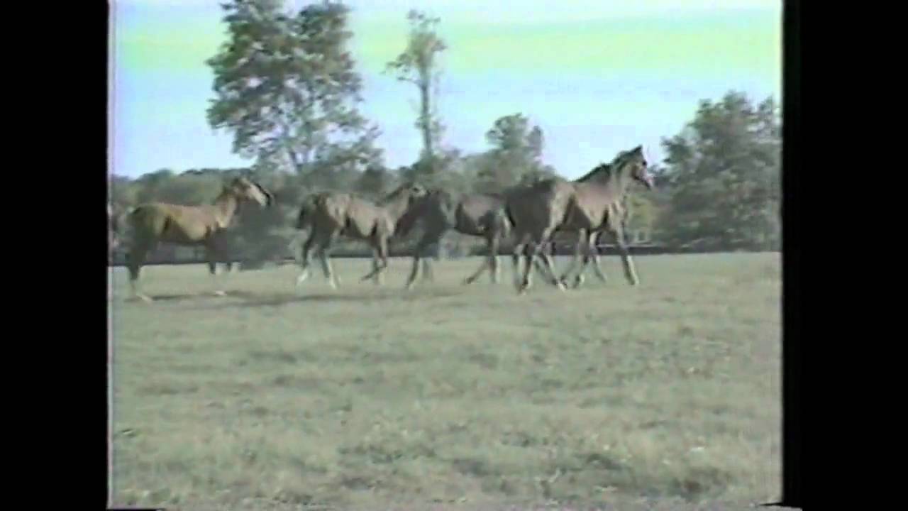 Northern Dancer a Champion part 1 - YouTube