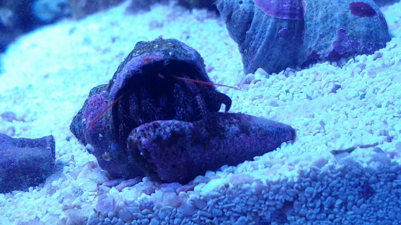 Hermit Crabs Mating