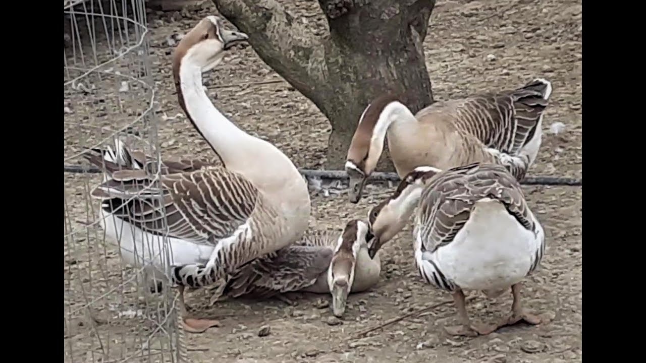 CONNECTION FOUR AFRICAN GEESE & MUSCOVY MALE IN THE BACKYARD - FARMA ...
