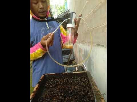cara cepat panen madu kelulut dengan alat sedot madu kelulut, klanceng / itama - YouTube