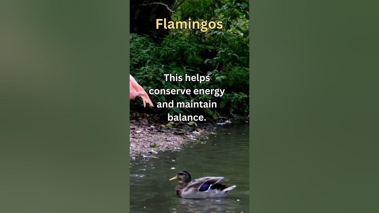 Wild Wonders: Fun Animal Facts - YouTube