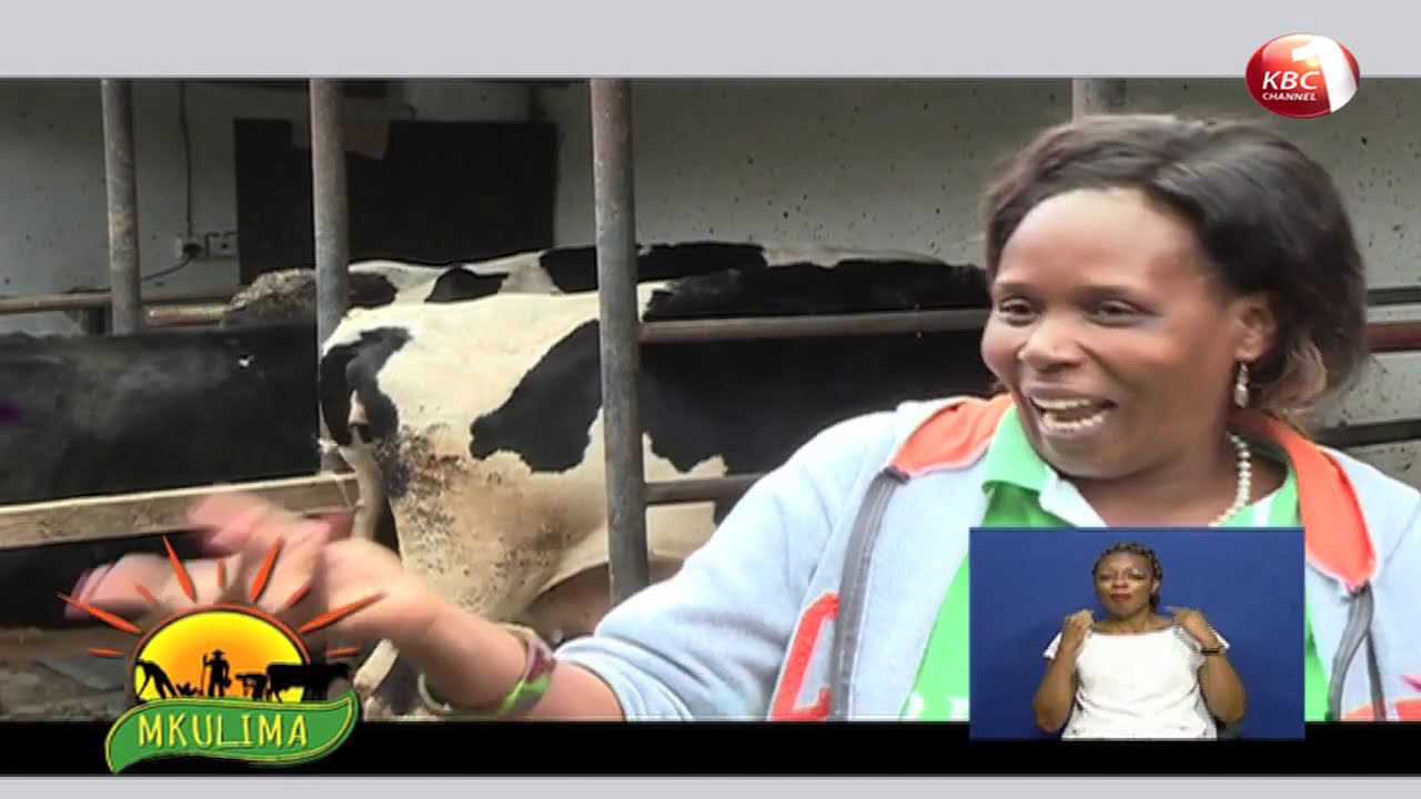 Mkulima: Kutana na Bishop Grace, mfugaji wa ng'ombe za maziwa kwenye ...