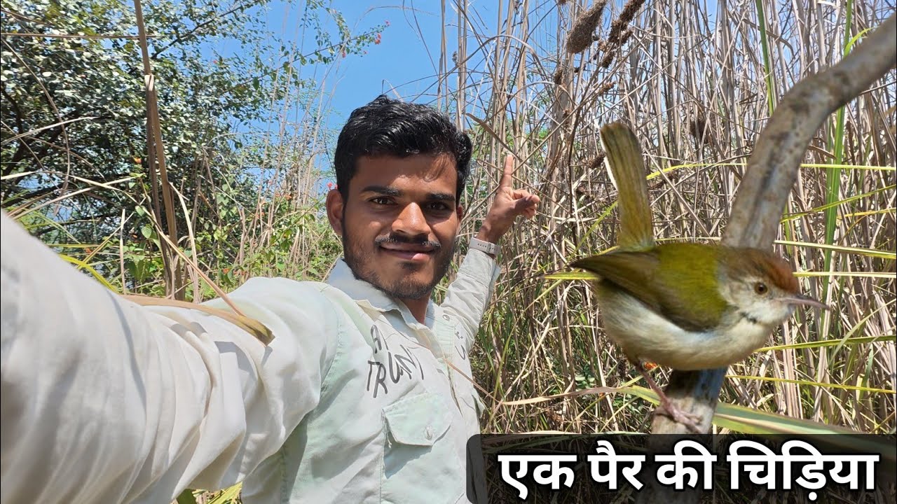 Ek Pair Ki Sparrow Chidiya ! Mili Jungle Mein || bird vlog @hmhub859 ...