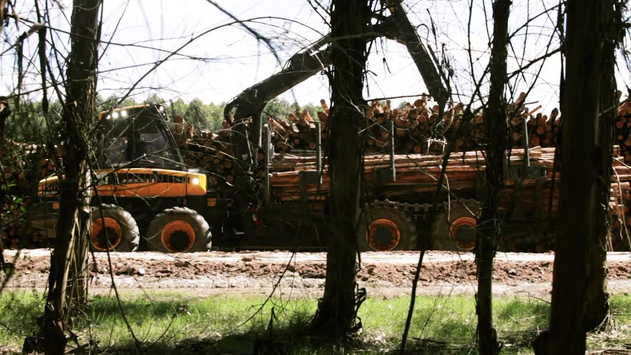 PONSSE BuffaloKing logging eucalyptus - YouTube