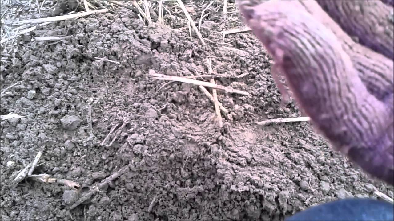 Hammy Sammy/coil to the soil - YouTube