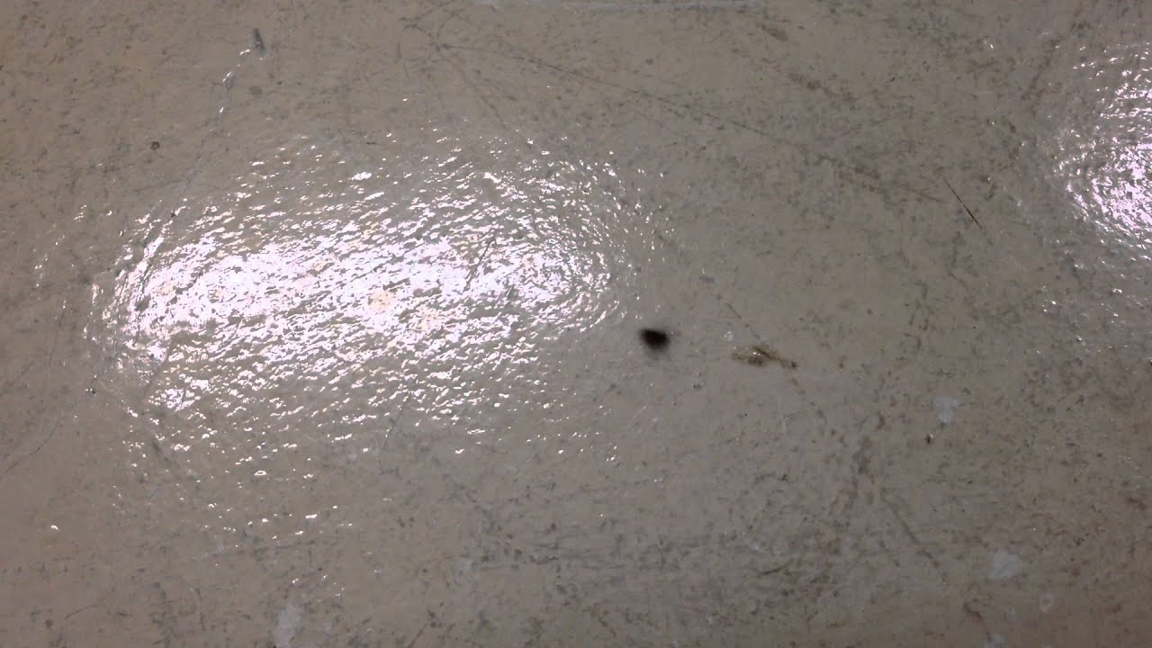 Breakdancing Fly... Squish - YouTube
