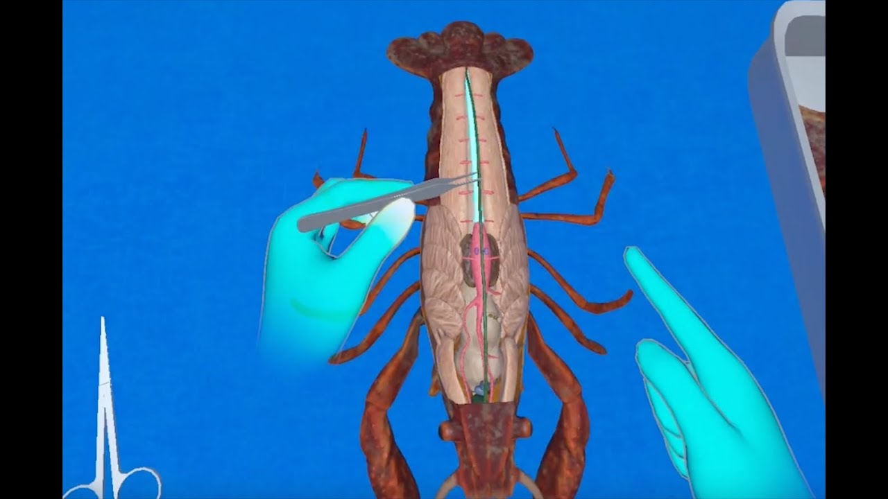 VR Dissection Lab for Biology - YouTube