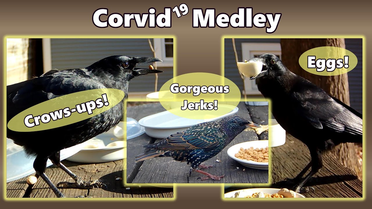 Corvid Medley - Crows, Blue Jays, and Eggs - YouTube