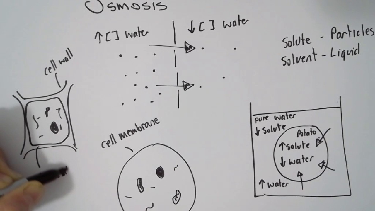 Osmosis - YouTube