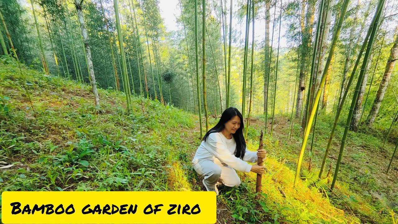 bamboo garden of ziro #ziro #apatani #arunachalpradesh #northeast # ...
