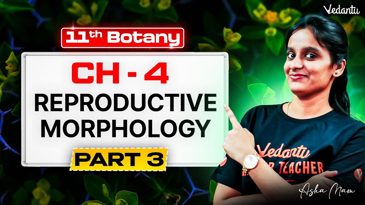 11th Botany | Chapter 4 Reproductive Morphology Part 3 | State Board | Asha Ma'am - YouTube