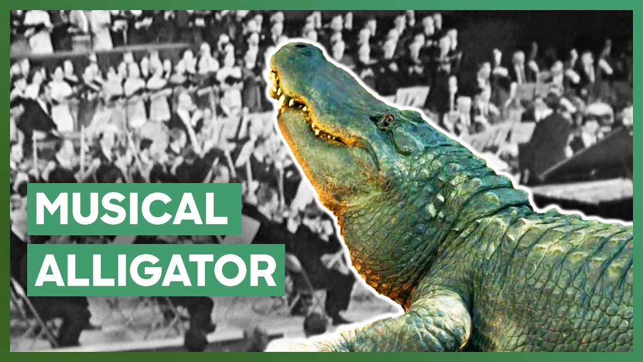 Why Alligators Respond to This Specific Musical Note | How Do Animals ...