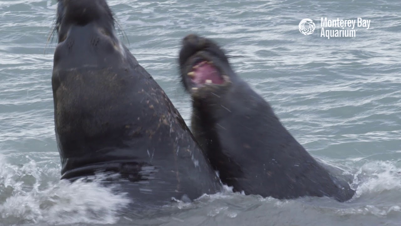 Life's A Beach With Elephant Seals Fighting! | The Critter Corner - YouTube