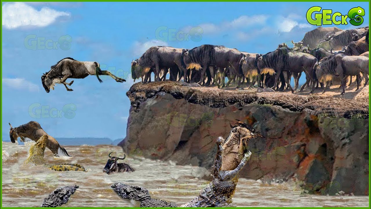 30 The Dangerous Migration of Millions of Wildebeest Through Crocodile ...