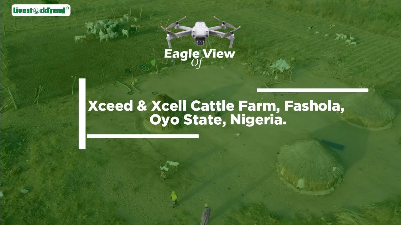 EAGLE VIEW OF XCEED & XCELL CATTLE FARM, FASHOLA, OYO STATE, NIGERIA ...