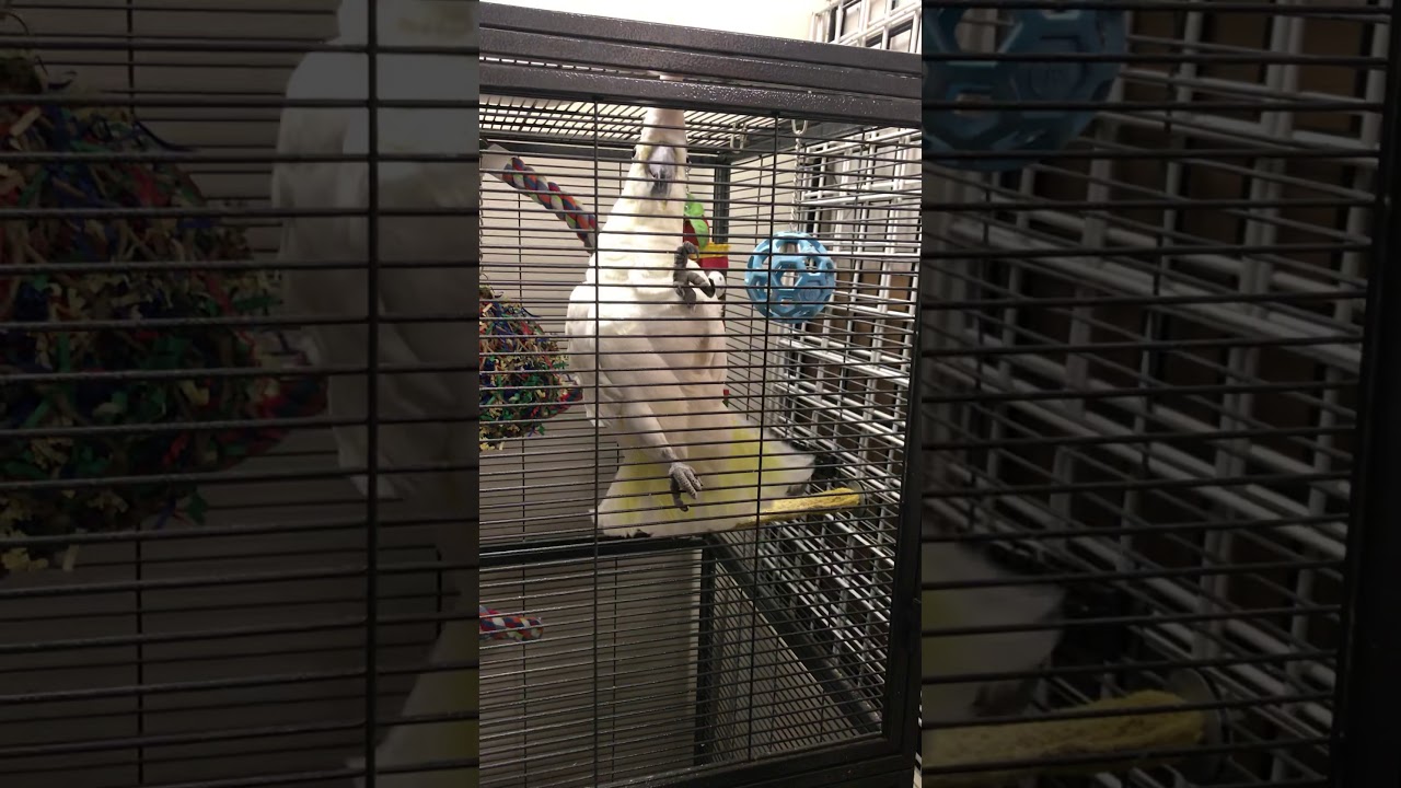 Mr. cream puff - YouTube