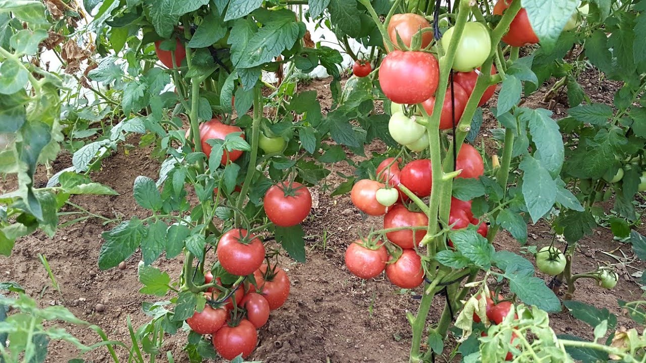 SALKIM Salkım DOMATES TOPLAMAYA DİKKAT Kışlık DOMATES Hasadı Fatma ana ...