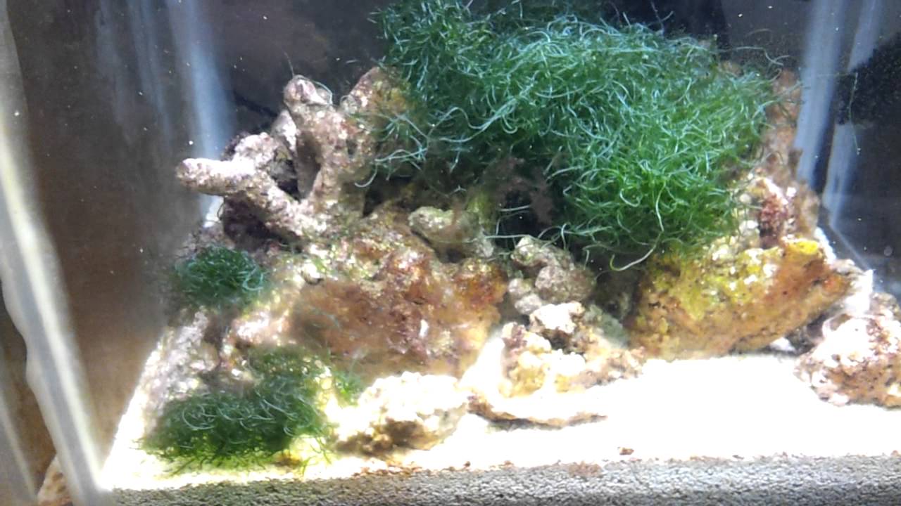 Aquatic tools, chaeto algae - YouTube