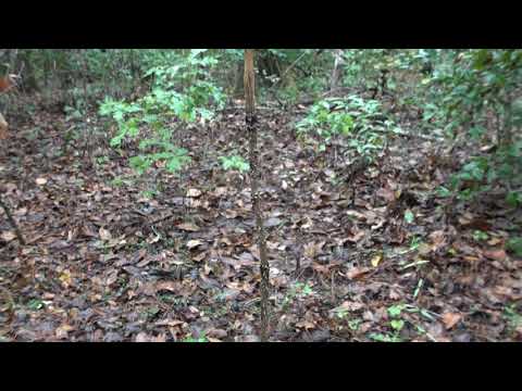 Do Beetles Eat Henry Lauder Walking Stick Plant