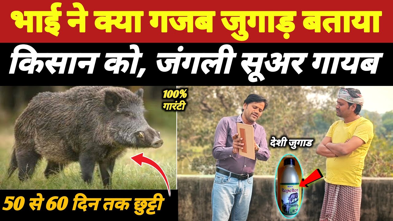 फ्री में 60 दिन के लिये जंगली सूअर से छुटकारा🫡 jangli suar bhagane ka ...