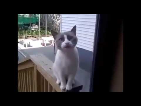 Yelling cat Açlıktan dile gelen kedi (SİNİRLİ)